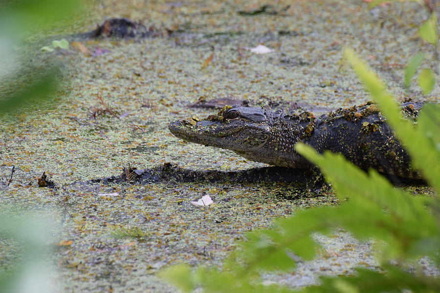 Swamp camo Photograph by Tiffany Gobert - Fine Art America
