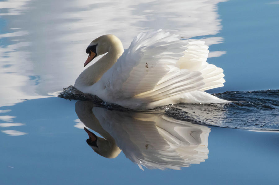 Swan Reflection Photograph by John Stoves