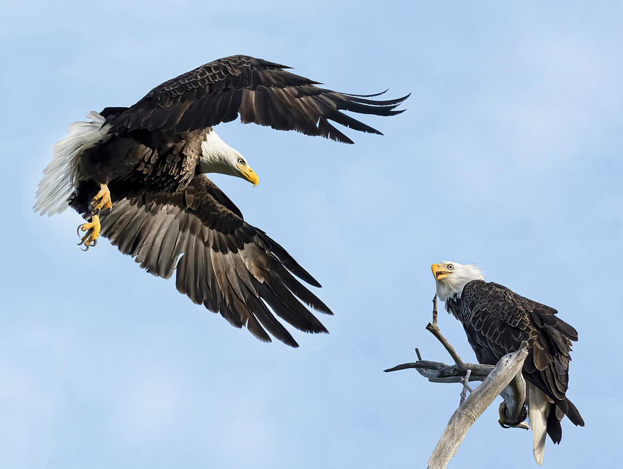 Swoop Photograph by Jane Lyons - Pixels