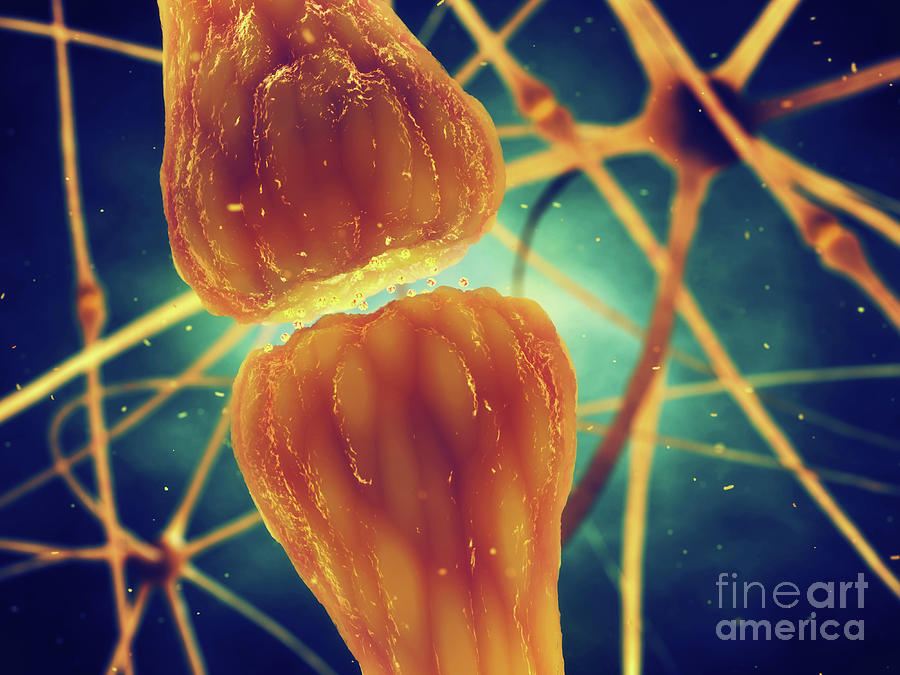 Synapse Photograph by Nobeastsofierce/science Photo Library - Fine Art ...