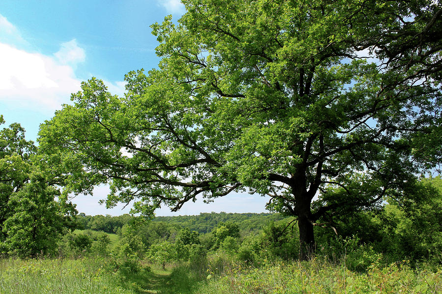 Table Bluff Oak Photograph by Kerstyn Perrett - Pixels