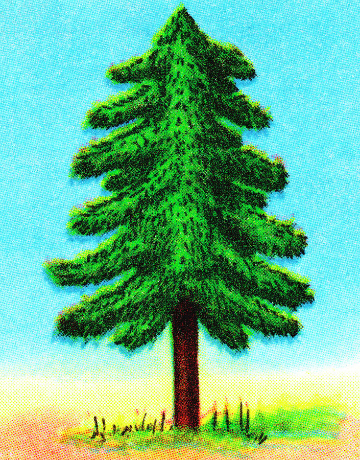 Tall Evergreen Tree Drawing by CSA Images - Fine Art America