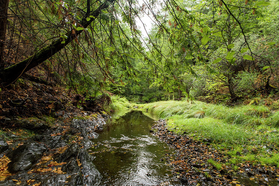 Tall Trees And Green Grass With A Stream Running Through Them ...