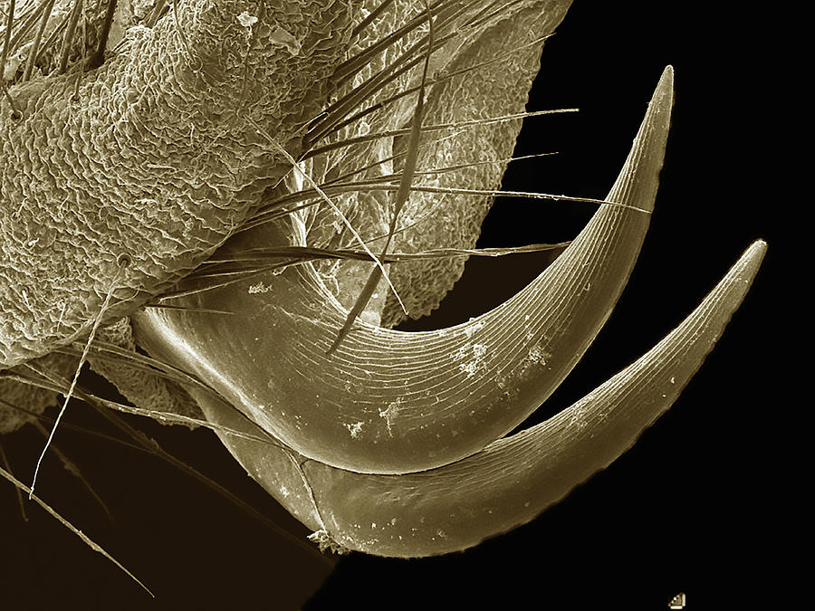 Tarsal Claws Of A Dobsonfly Megaloptera Corydalidae Imaged In A Scanning Electron Microscope
