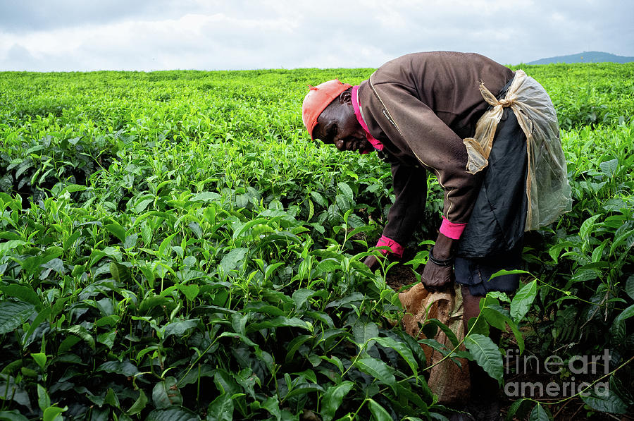 Tea plantation, Uganda Photograph by Guillermo Hakim - Pixels Tea plantation, Uganda Photograph by Guillermo Hakim - Pixels