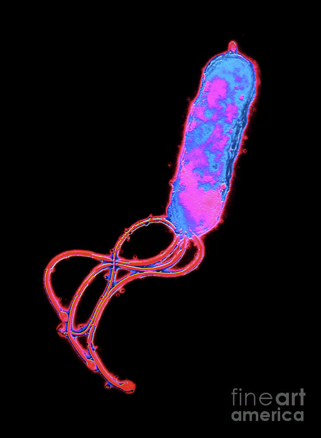 Tem Of Helicobacter Pylori Bacterium Photograph by A.b. Dowsett/science Photo Library | Fine Art ...
