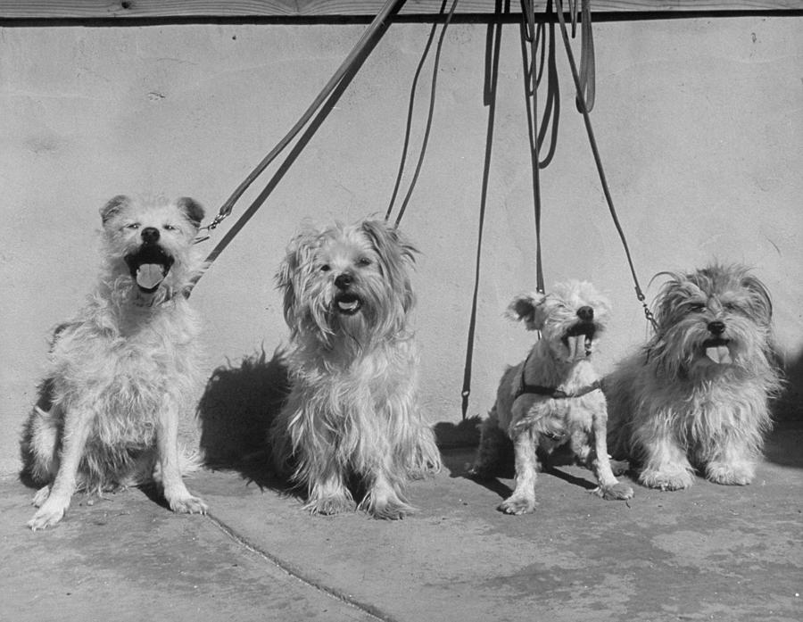 Terriers Digital Art by Peter Stackpole - Fine Art America