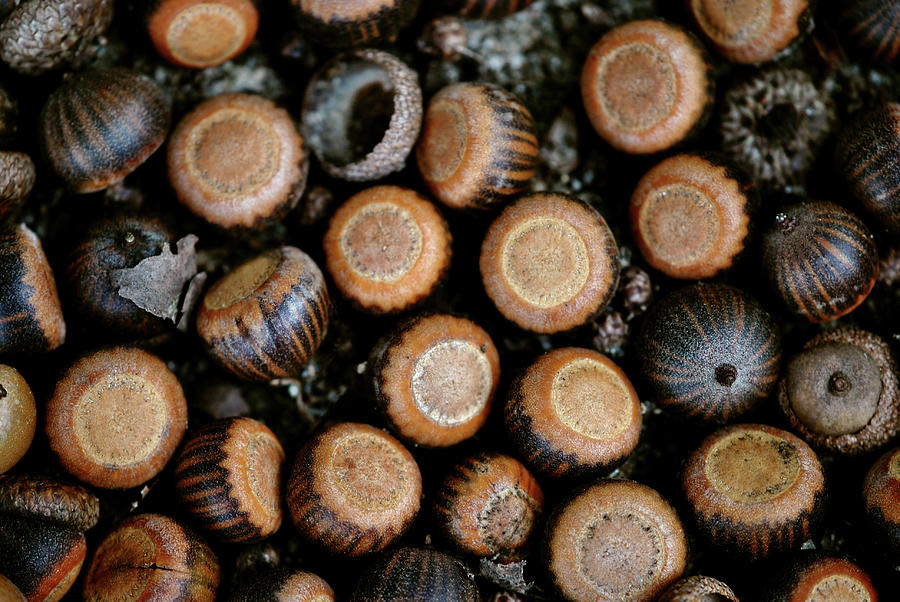 Texture of Acorns Photograph by Marjorie Bull - Fine Art America