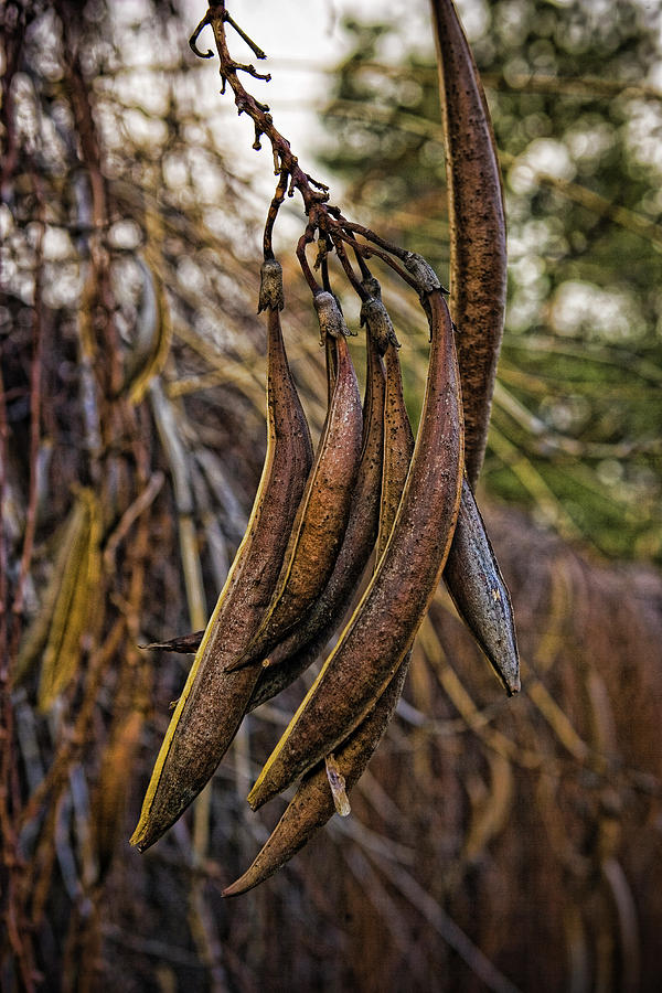 The Bean Tree Photograph by Rick Kennedy - Fine Art America