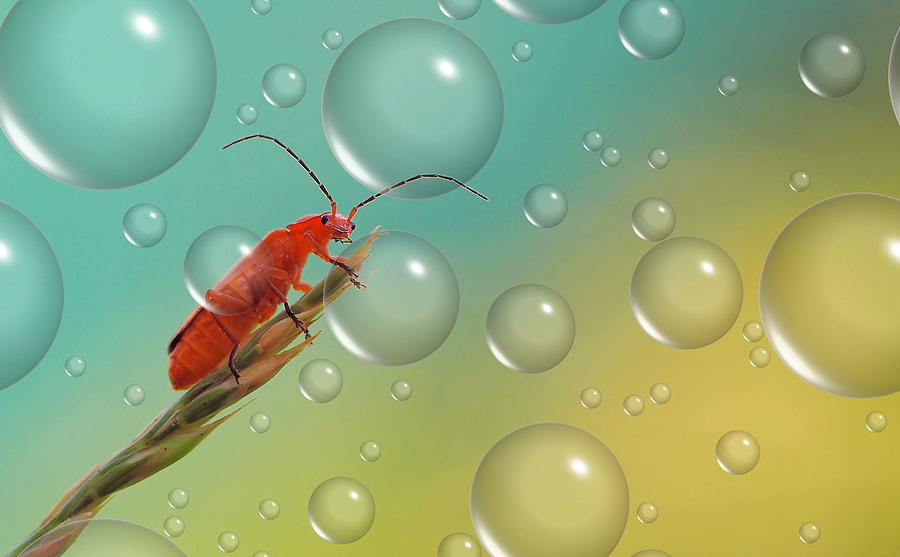 The Border Between Two Colorful Worlds... Photograph by Thierry Dufour ...