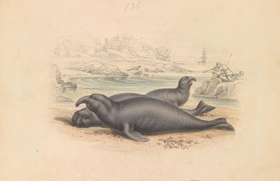 The Elephant Seal, James Stewart Drawing by Artokoloro | Fine Art America