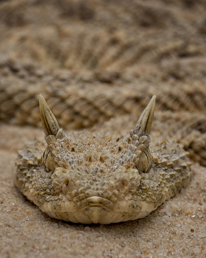 The Horned Photograph by Tantoyensen - Pixels