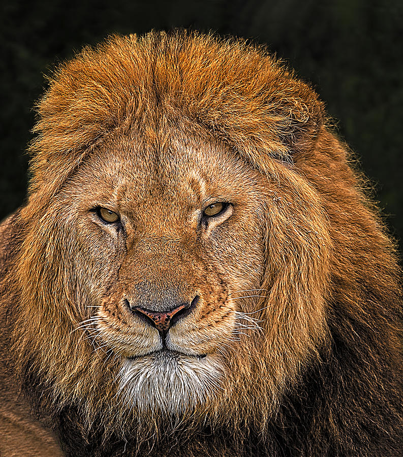 The Lion Photograph by Sayyed Nayyer Reza - Pixels The Lion Photograph by Sayyed Nayyer Reza - Pixels