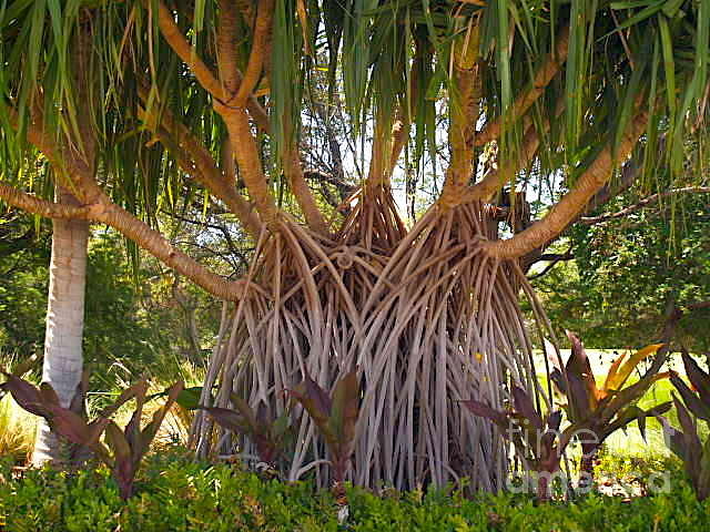The Monkey Tree Photograph by George Hite - Fine Art America