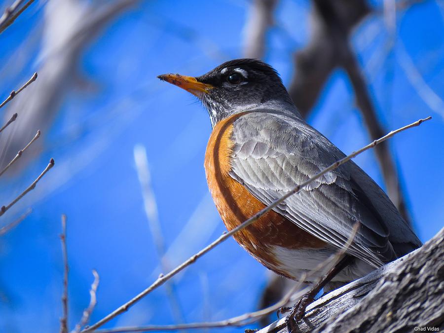 The Robin Photograph by Chad Vidas - Fine Art America