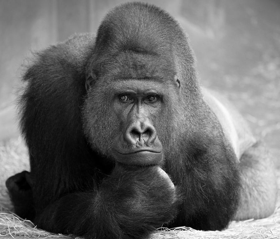 The Thinker Photograph by Antje Wenner - Fine Art America