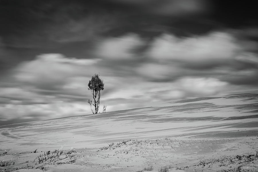The Tree Photograph by Reese Evans - Fine Art America