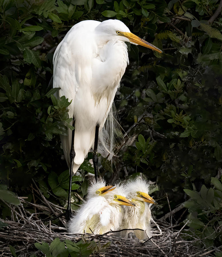 Three Photograph by Jane Lyons - Pixels