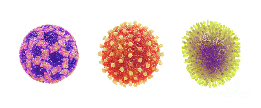Three Pathogenic Viruses Photograph by Science Photo Library - Fine Art ...