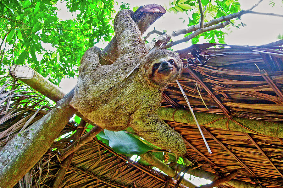 Three-toed Sloth in the Amazon Jungle, Peru Photograph by Ruth Hager ...