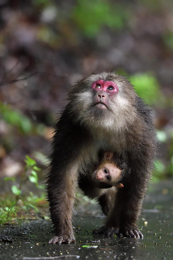 Tibetan Macaque Carrying Her Baby, Sichuan Province, China Photograph ...