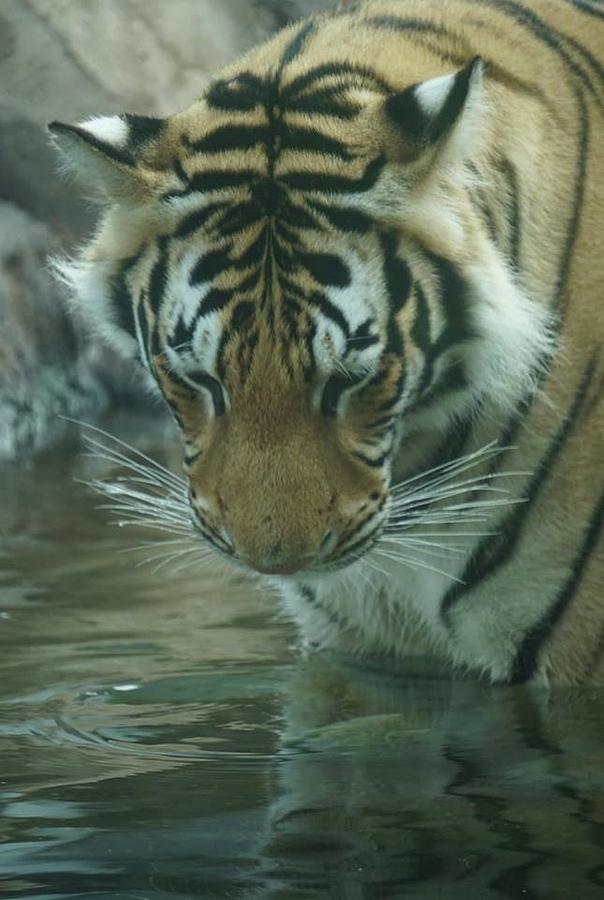 Tiger reflection Photograph by Melanie Helmer