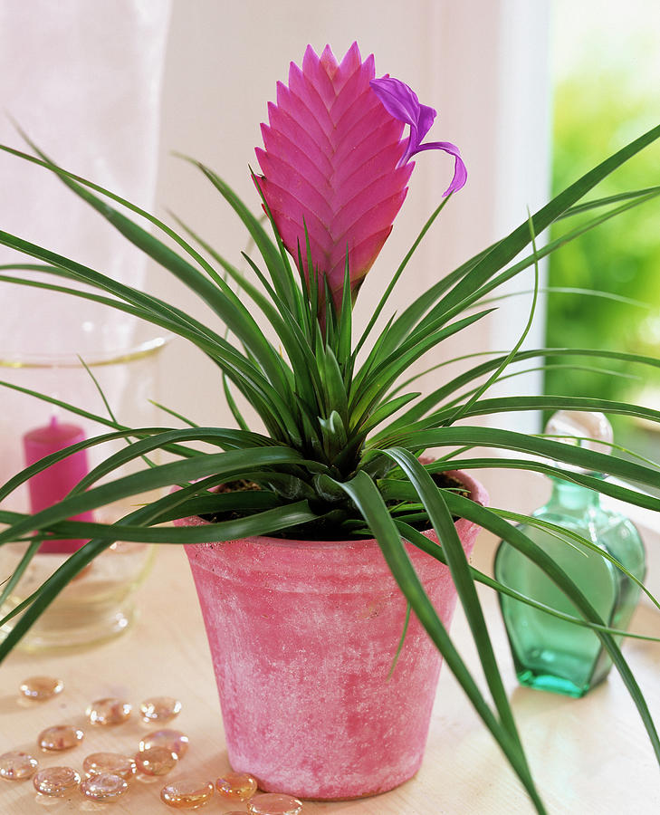 Tillandsia Cyanea Photograph by Friedrich Strauss - Fine Art America