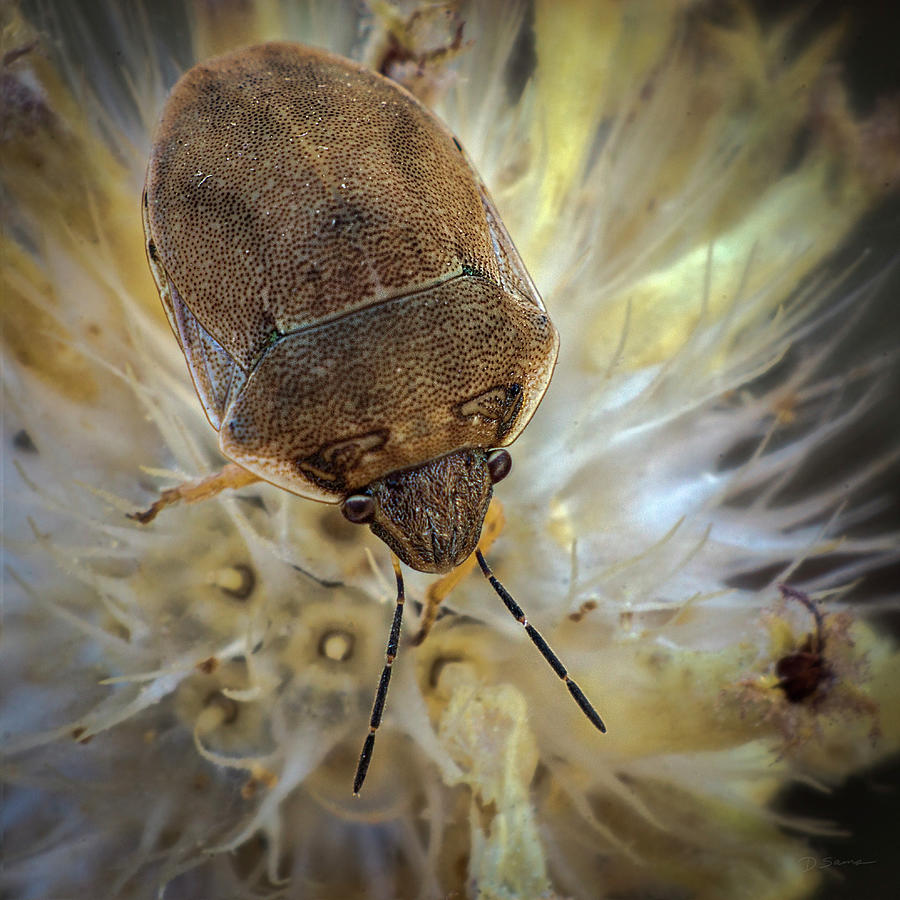 Tiny Beetle Photograph by David Sams - Fine Art America