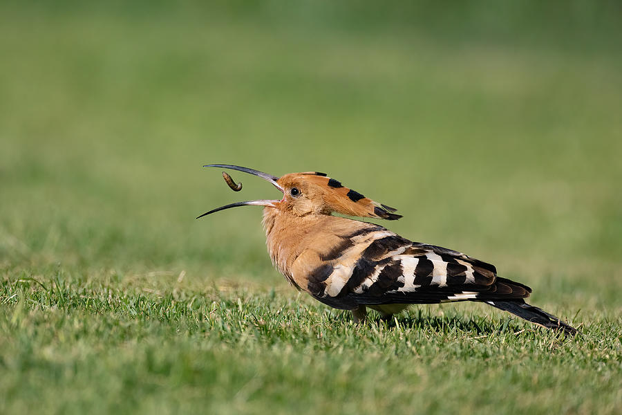 Tiny Catch Photograph by Guy Wilson - Fine Art America