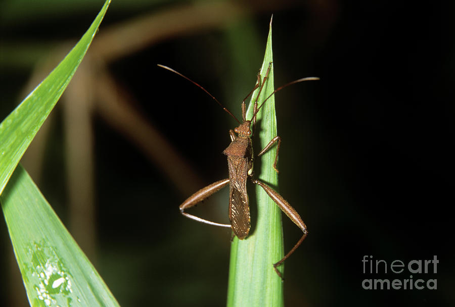 Tip Wilter Bug Photograph by Peter Chadwick/science Photo Library ...