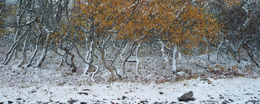 Tired Trees 2 Photograph by Moises Levy - Fine Art America