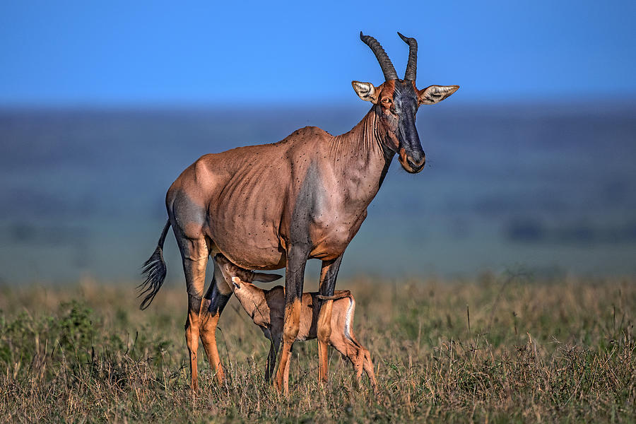 Topi With Calf Photograph by Xavier Ortega - Fine Art America