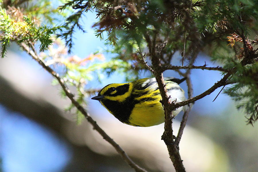 Townsend's Warbler II Photograph by Nicholas Miller | Fine Art America