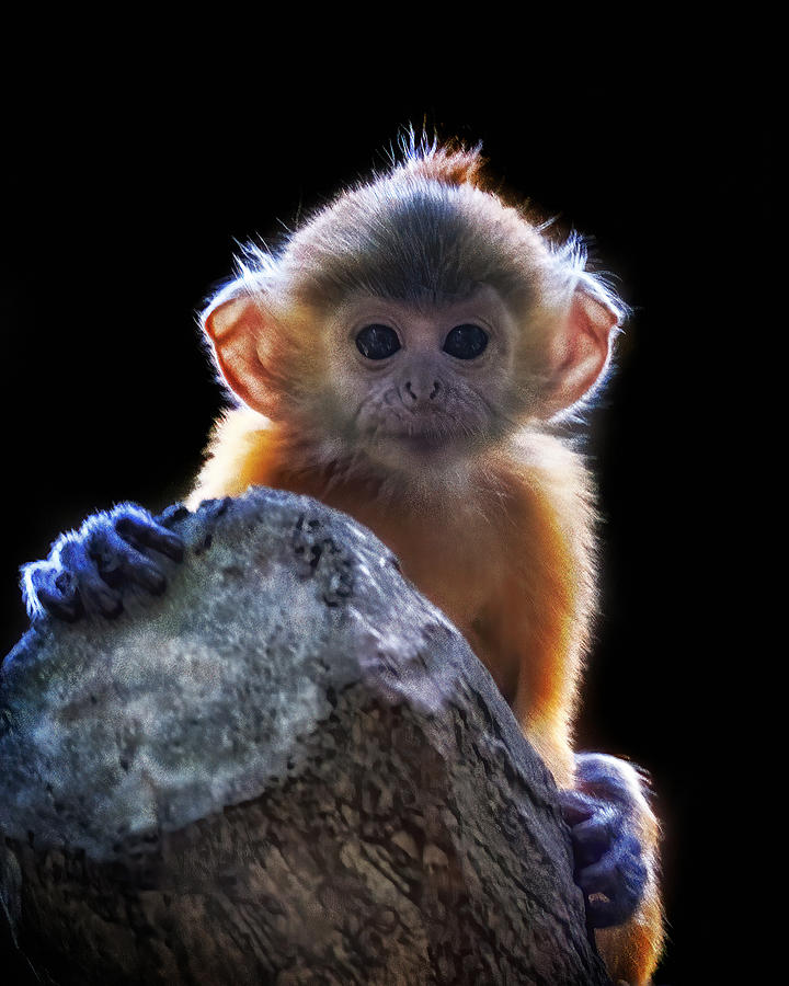 Trachypithecus Auratus Photograph by Antonyus Bunjamin (abe) - Fine Art ...