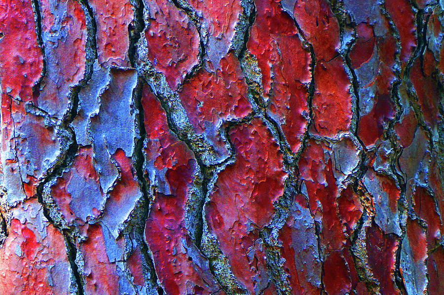 Tree Bark Pattern Photograph by Jan Carr - Fine Art America