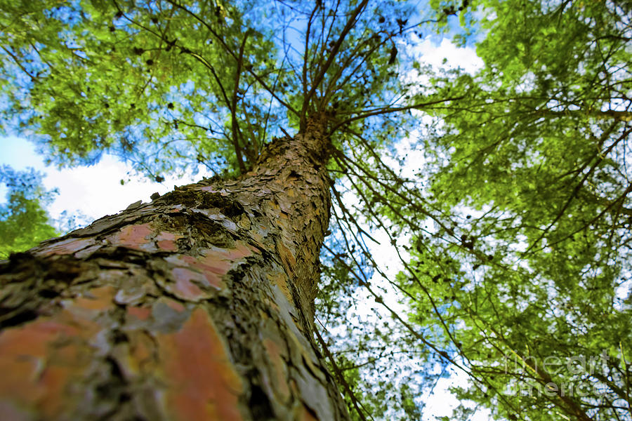 Tree from below Photograph by Maor Winetrob - Fine Art America