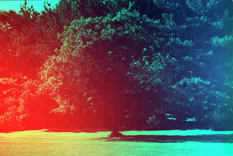 Tree of Life Photograph by Alexander Kouris Tree of Life Photograph by Alexander Kouris