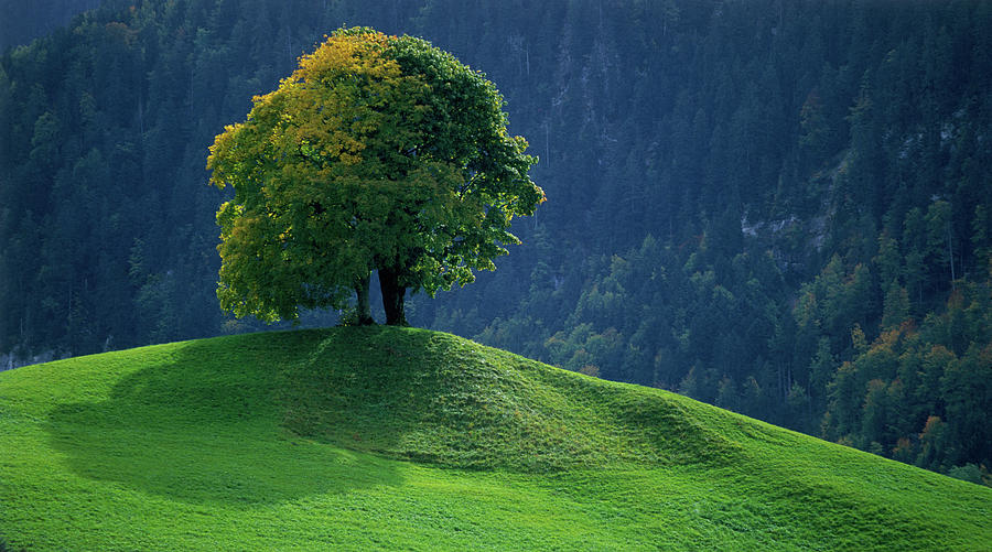 Tree On A Hill Photograph by Martial Colomb - Fine Art America