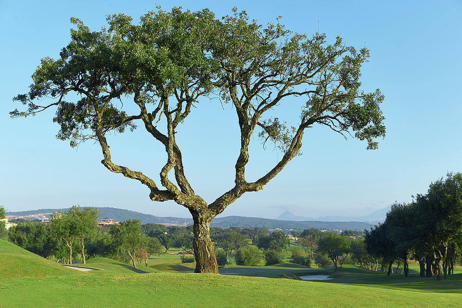 Tree On Golf Course Digital Art by Jakob Helbig | Fine Art America