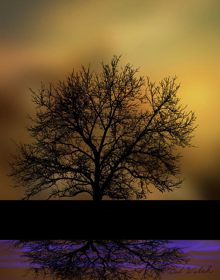 Tree Reflection Digital Art by Bob Welch - Pixels