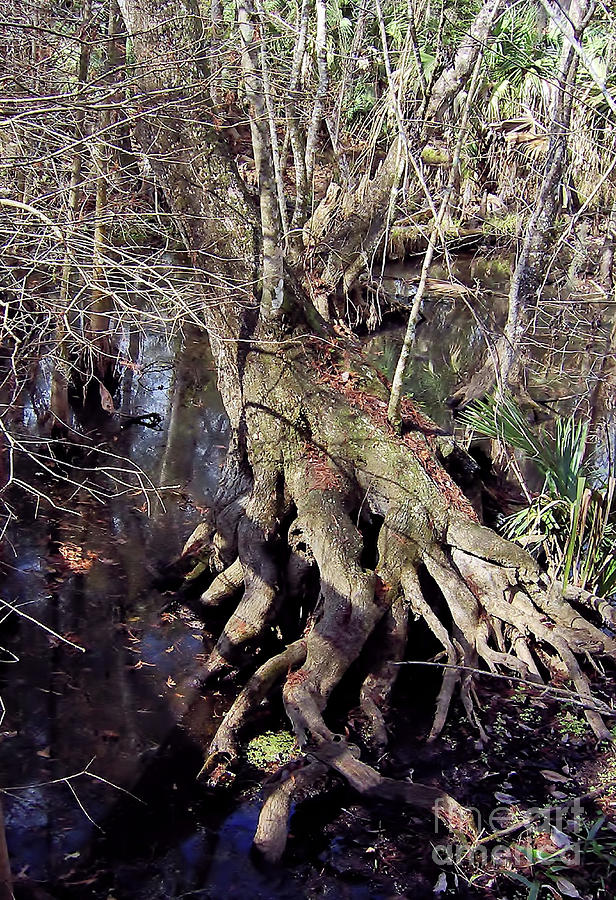Tree Roots At The River Photograph by D Hackett - Fine Art America