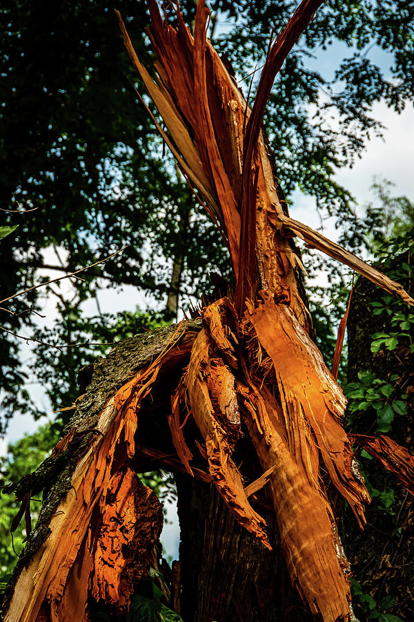 Tree Split Photograph by Andrew Brake - Fine Art America