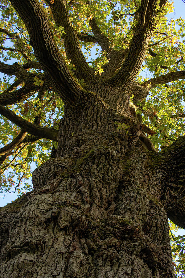 Tree stem Photograph by Carolina Skold - Pixels