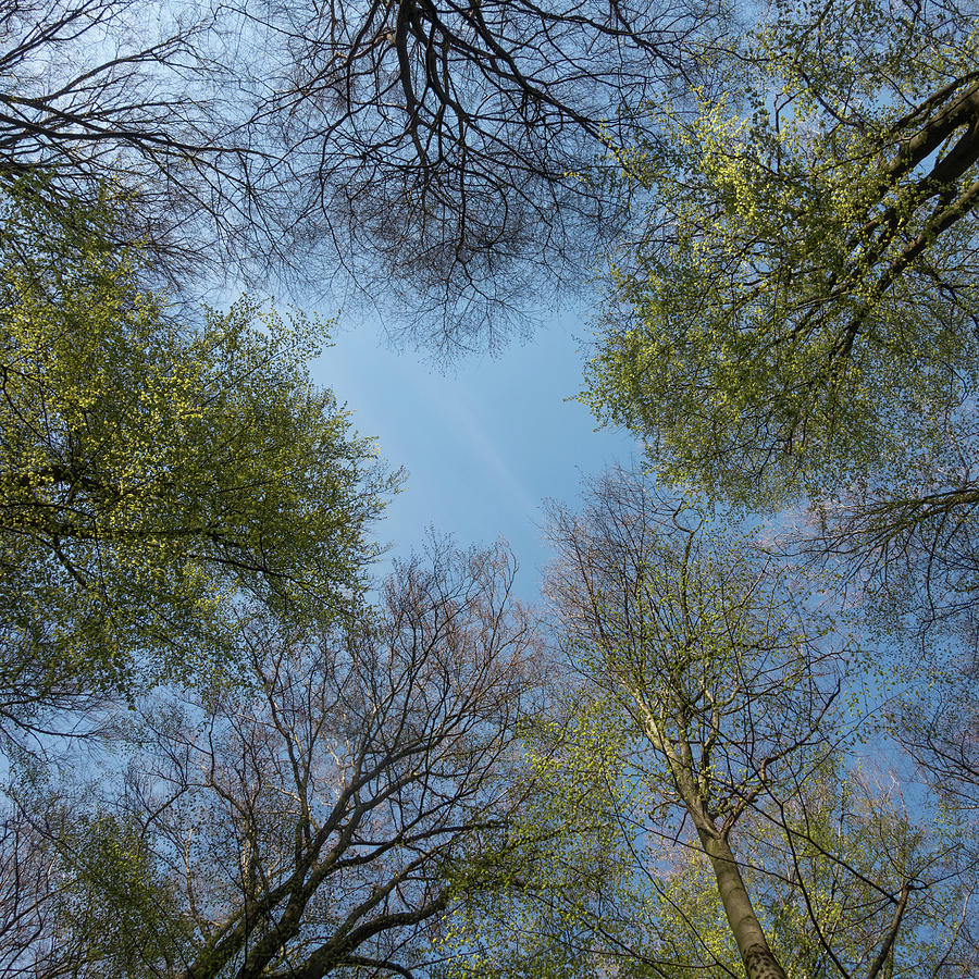 Tree tops in Spring Photograph by Wonderfulearth - Fine Art America