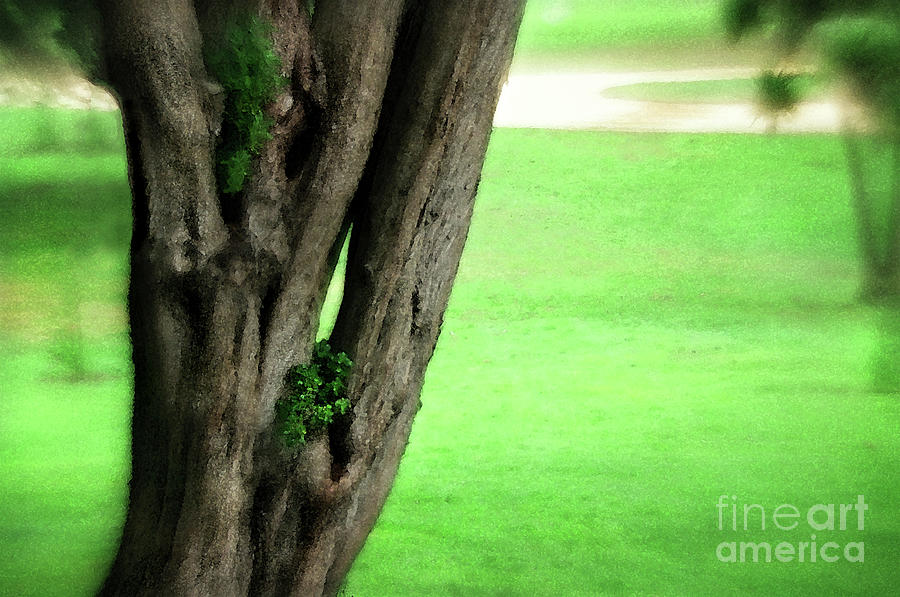 Tree Trunk Watercolor Photograph By Michael Ziegler Fine Art America