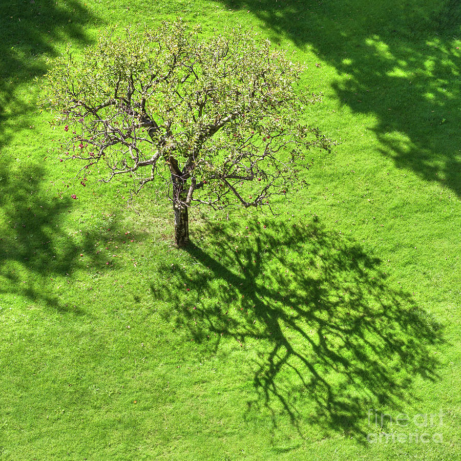 Tree with abstract shadow on grass Photograph by Kyna Studio - Fine Art ...