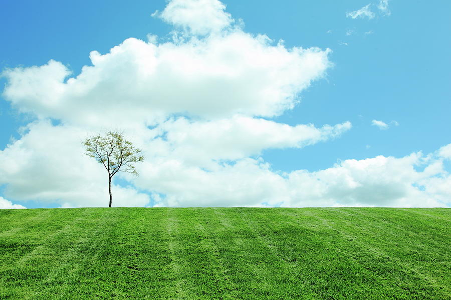 Tree With Grass And Sky Landscape by D. Sharon Pruitt Pink Sherbet ...