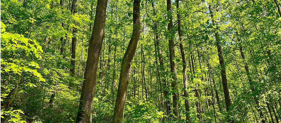 Trees Photograph by Ashley Kelley - Fine Art America