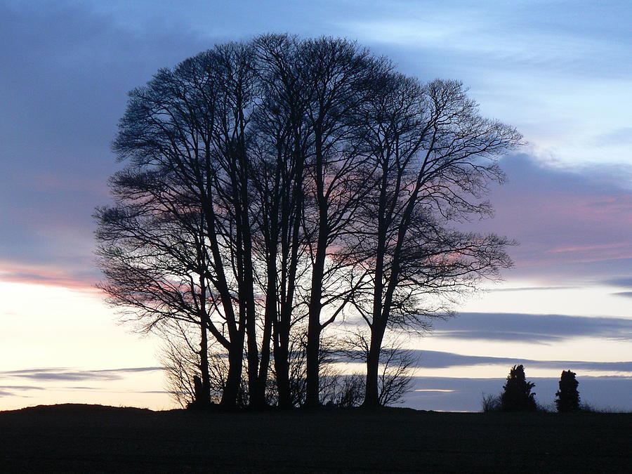 Trees At Dawn Photograph by Lynne Iddon - Pixels