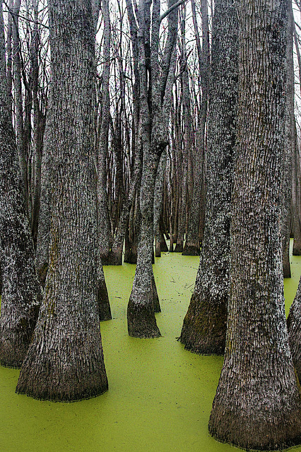 Trees In Algae Photograph by Lisa Bell